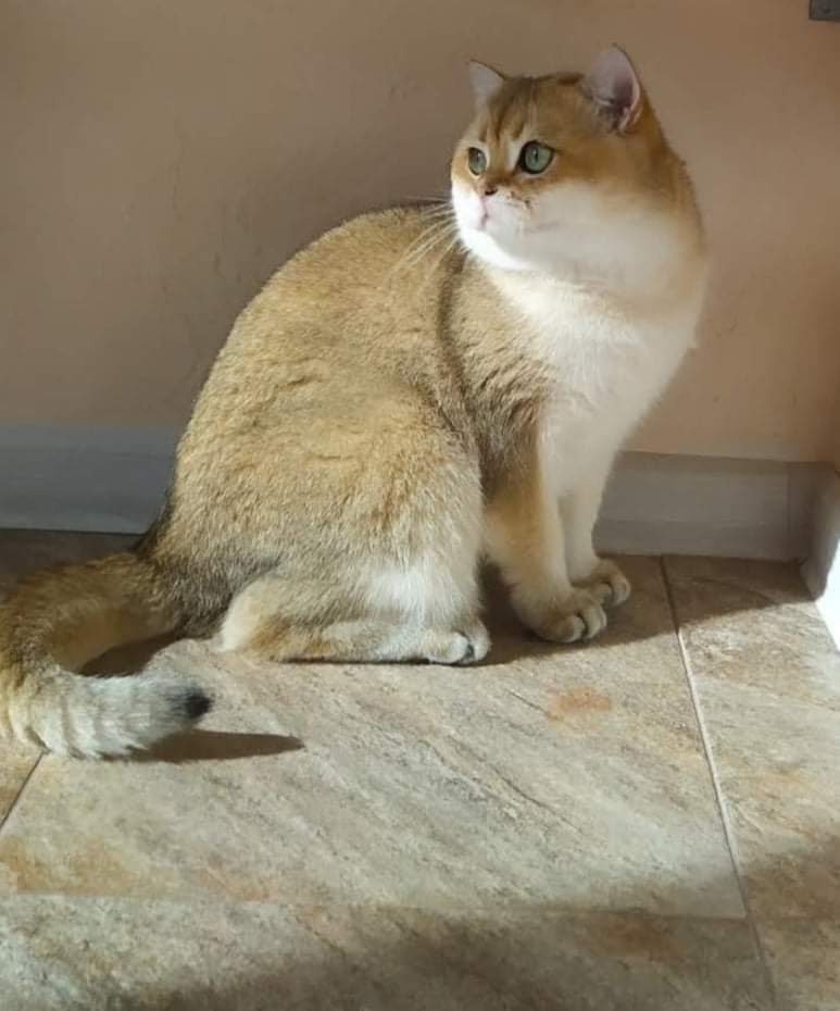 Felicia’s Dad – GCCF Nadiacat