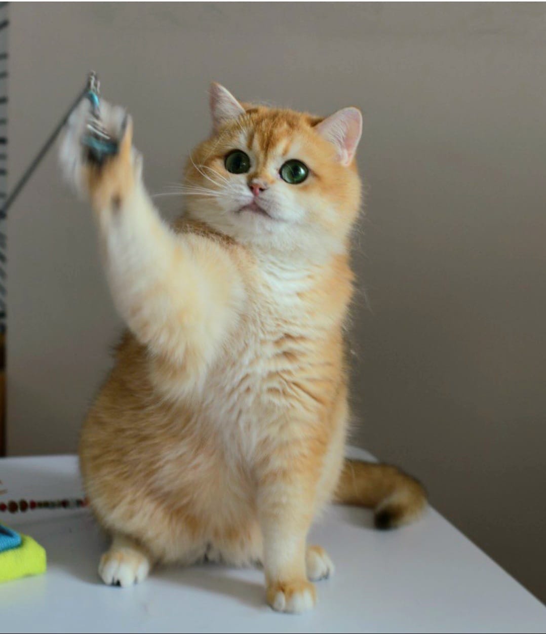 Tina’s Mum – GCCF Nadiacat