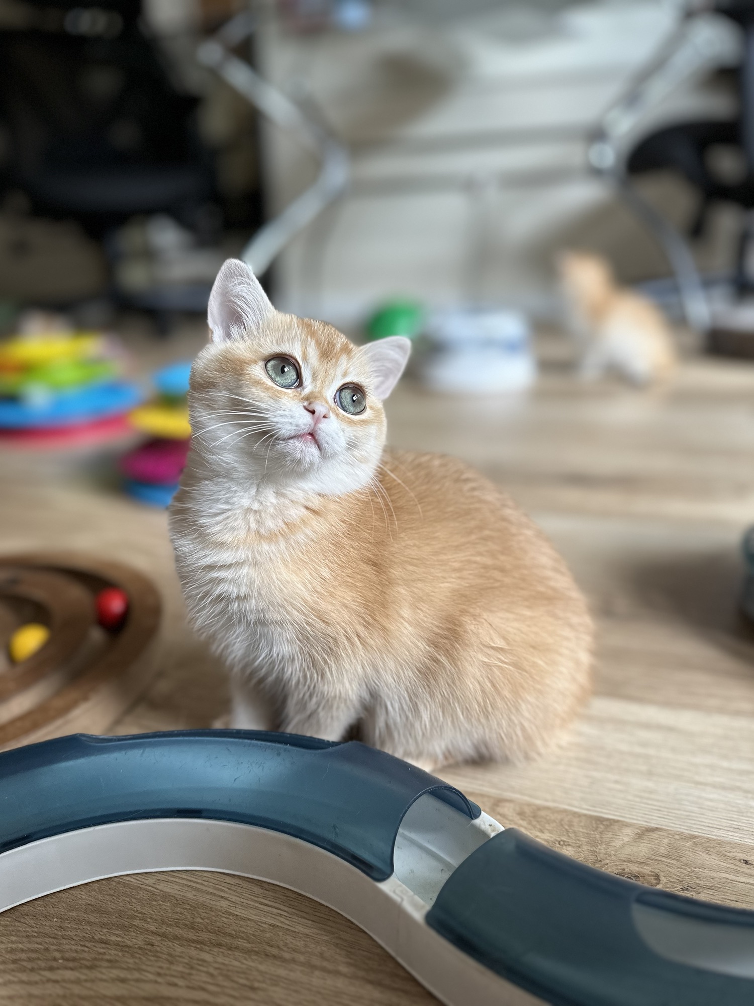 Tina’s Kittens – GCCF Nadiacat