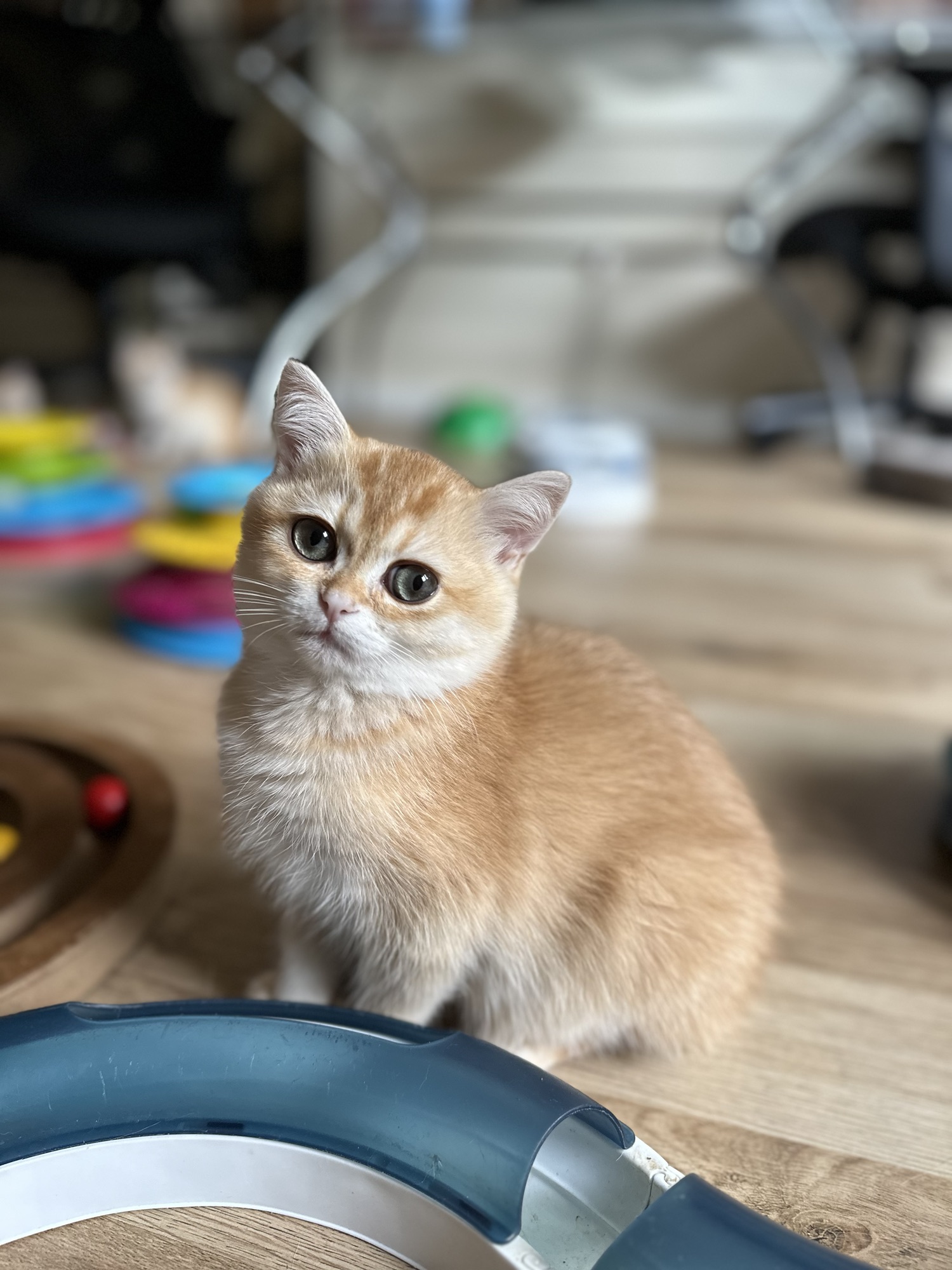 Tina’s Kittens – GCCF Nadiacat